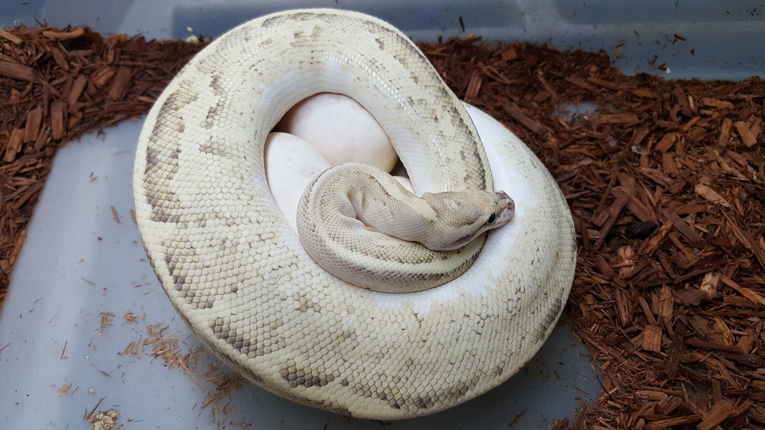 Disco Inferno YB Ball Python by The Boa Barn - MorphMarket