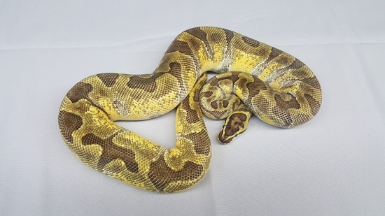 Enchi Pastel Lace Ball Python by The Boa Barn