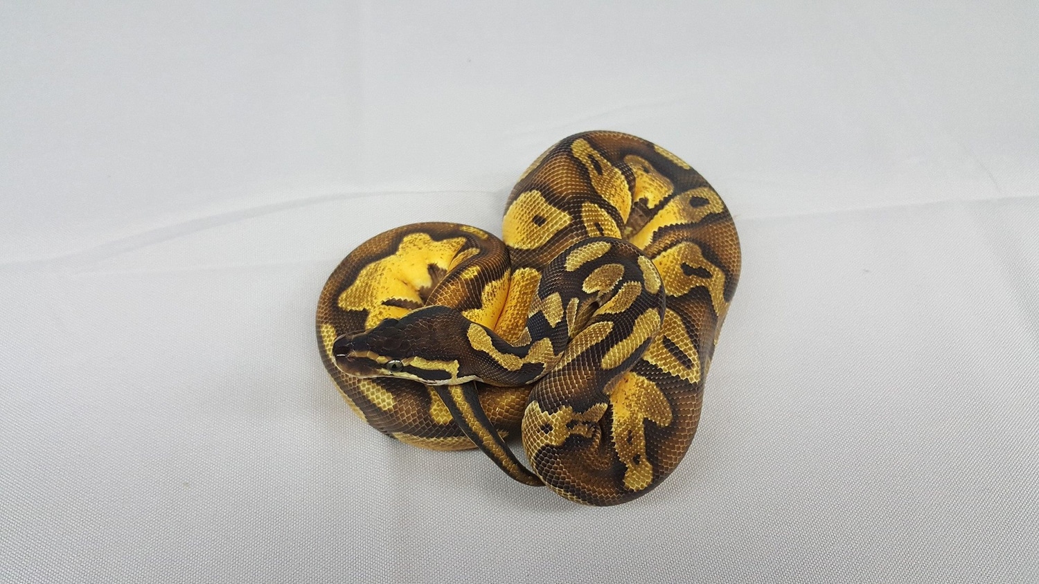 Black Head Enchi Ball Python by The Boa Barn - MorphMarket
