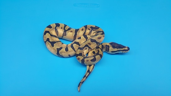 Super Enchi Ball Python by The Boa Barn