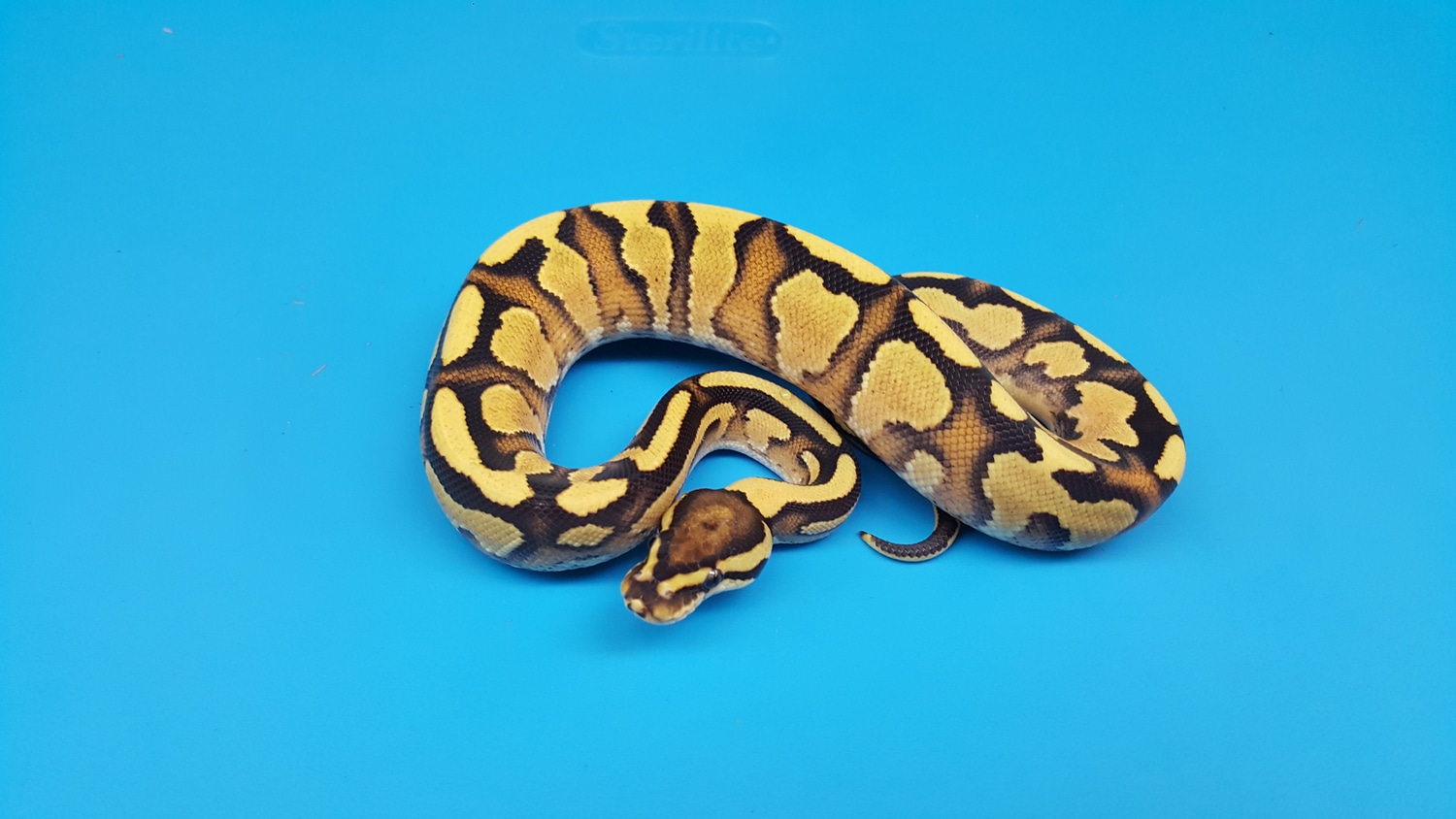 OD Fire YB Ball Python by The Boa Barn - MorphMarket