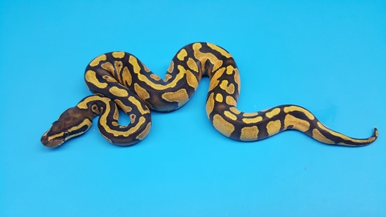 Enchi Yellowbelly Ball Python by The Boa Barn
