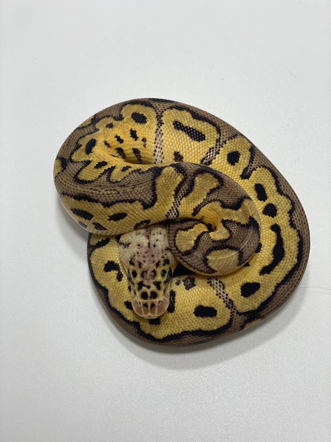 Firefly Clown Het Vpi Axanthic Ball Python by Boa Basement - MorphMarket