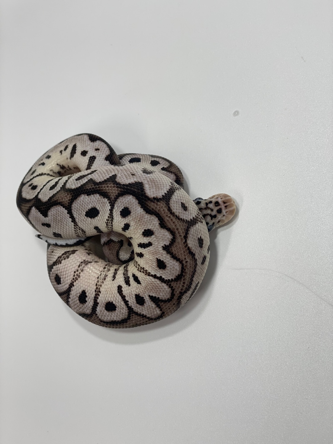 VPI Axanthic Pastel Clown Ball Python by Boa Basement - MorphMarket
