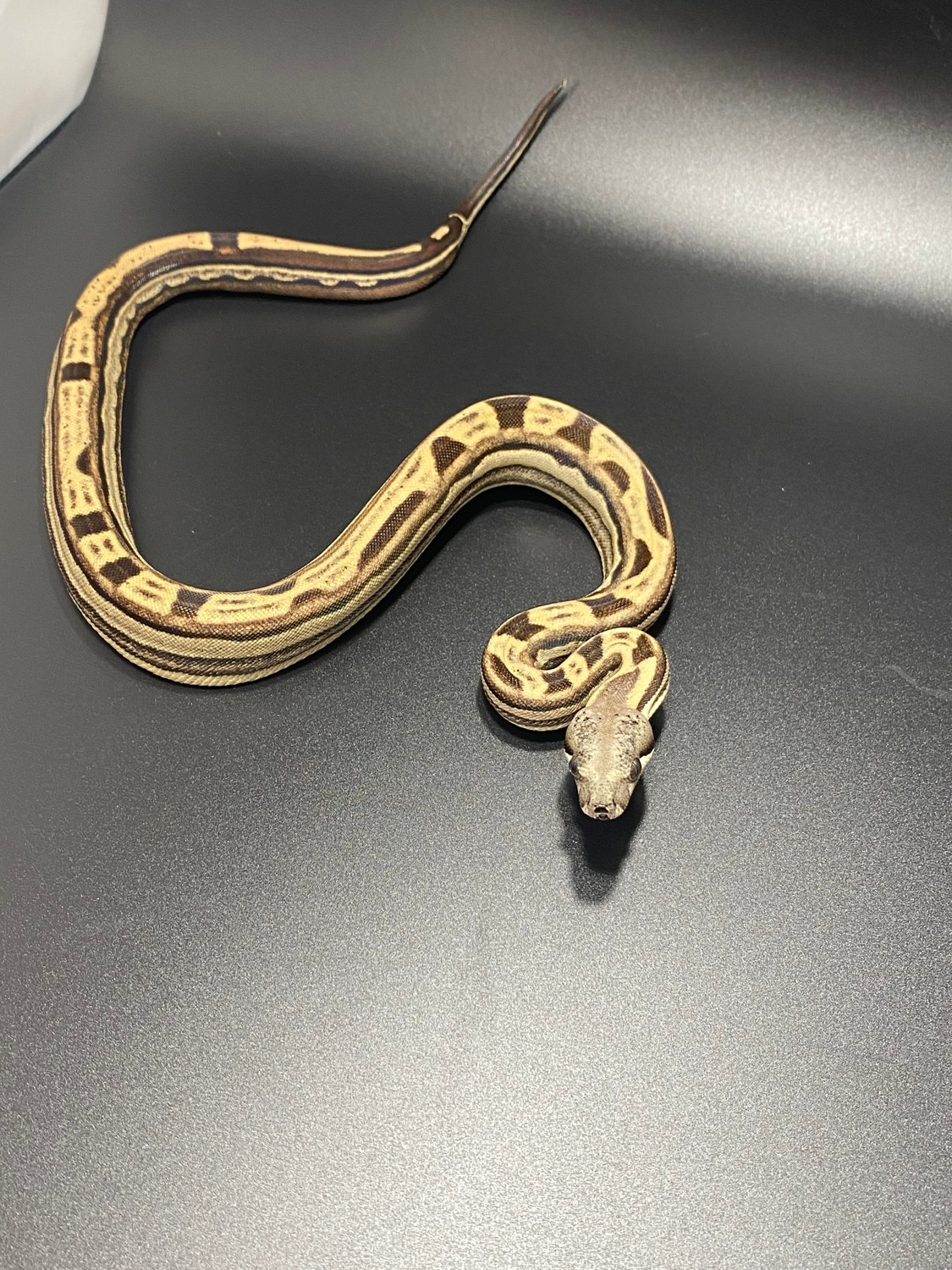 Arabesque Key West Motley Boa Constrictor by Boa Basement - MorphMarket