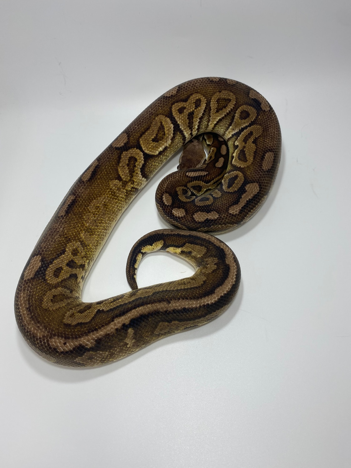 Pastel Cinnamon Het Ultramel Hypo Ball Python by Boa Basement - MorphMarket