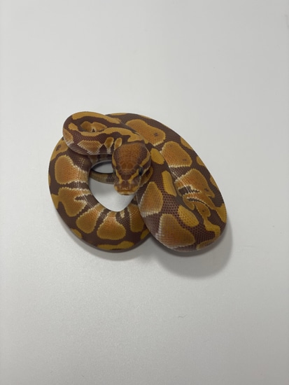 Ultramel Het Cryptic Ball Python by Boa Basement