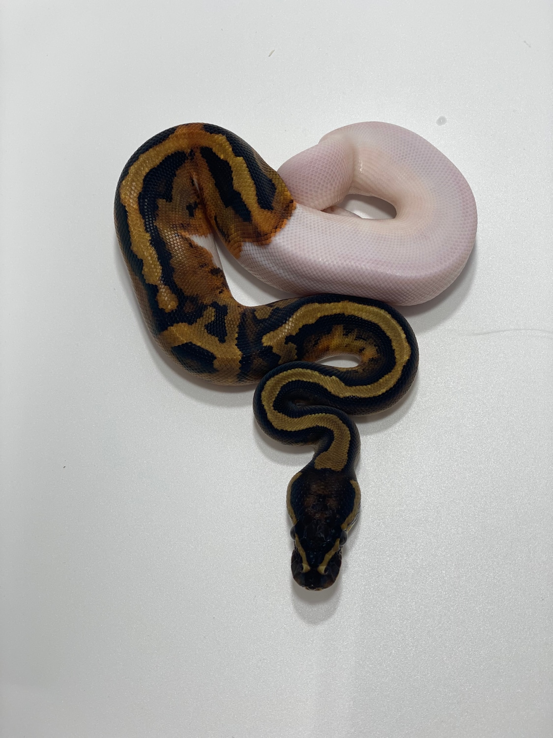Emoji OD Pied Ball Python by Boa Basement - MorphMarket