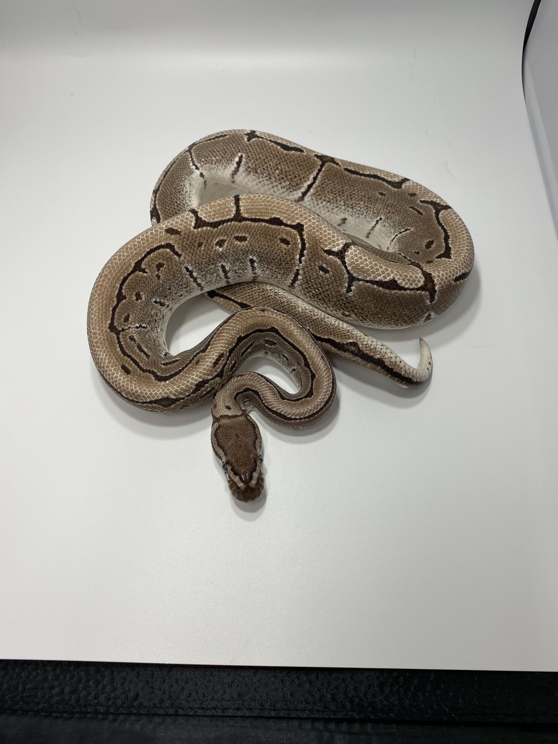 Vpi Axanthic Pinstripe Het Clown Ball Python by Boa Basement - MorphMarket