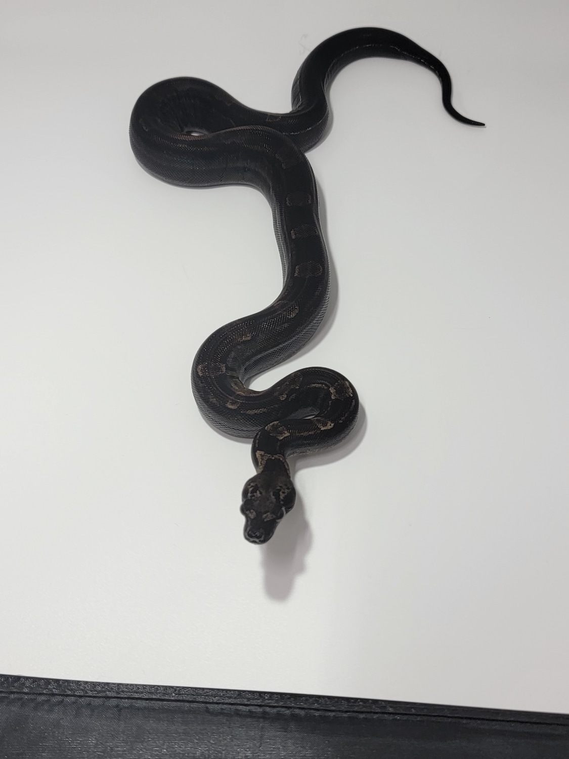 IMG Motley Boa Boa Constrictor by Boa Basement - MorphMarket