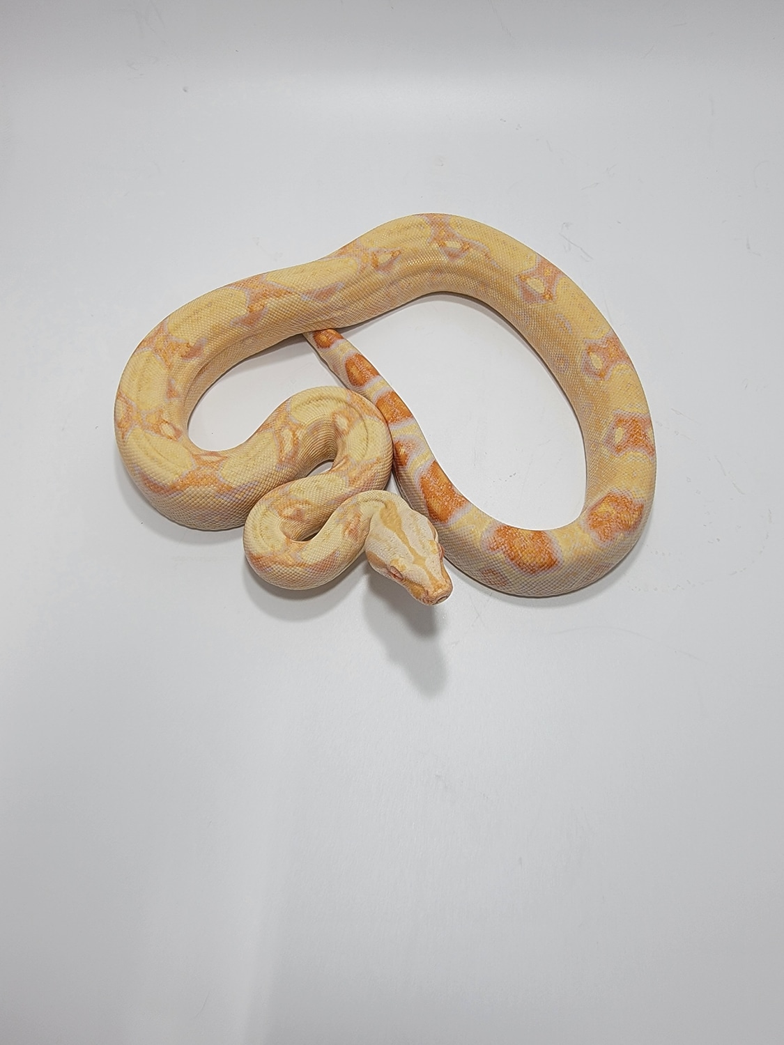 BOGO Half Off Sale On All Boas, Boa Basement Line Lavender Albino Boa ...