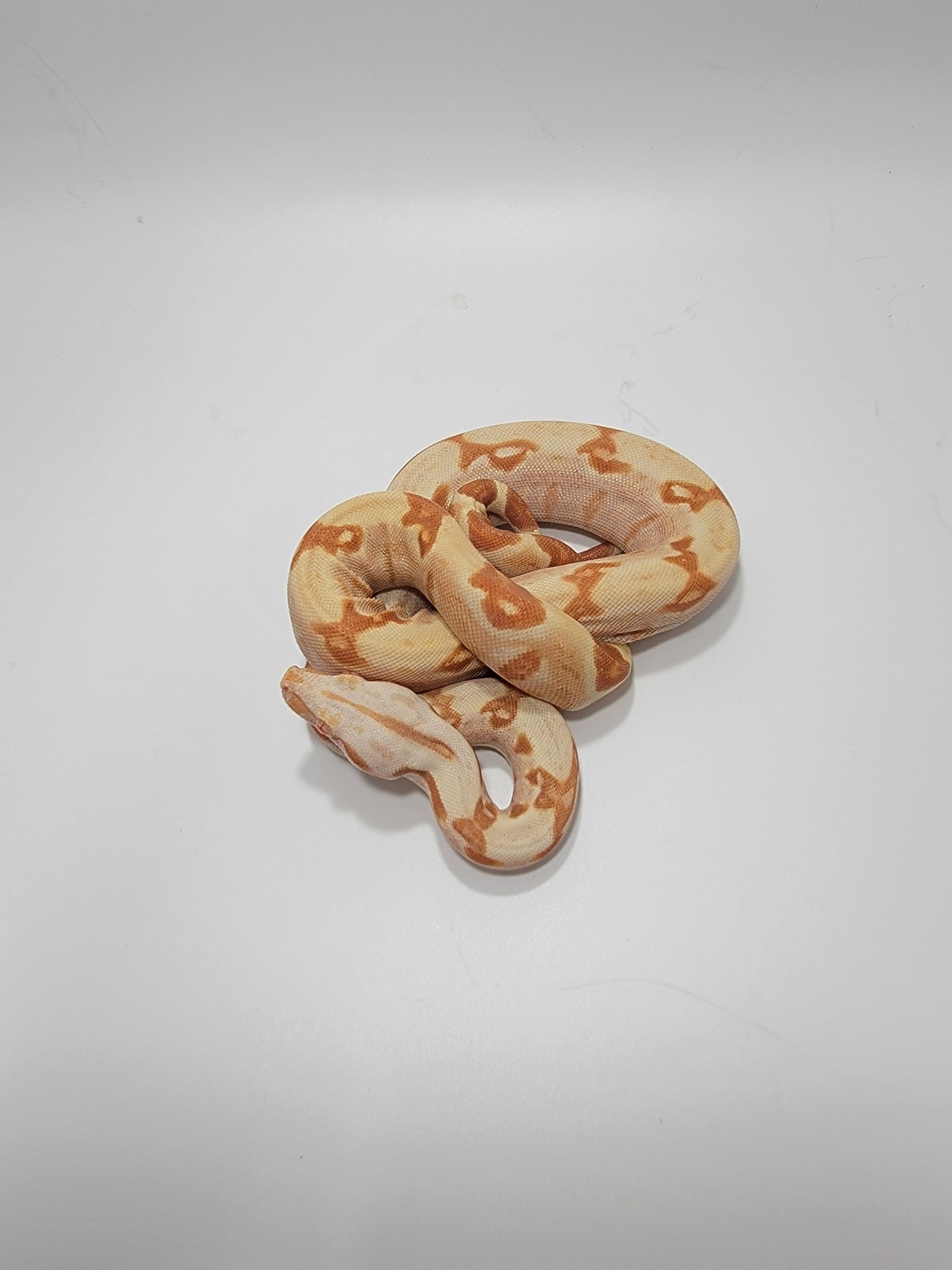 Boa Basement Line Lavender Glow Boa Boa Constrictor by Boa Basement ...