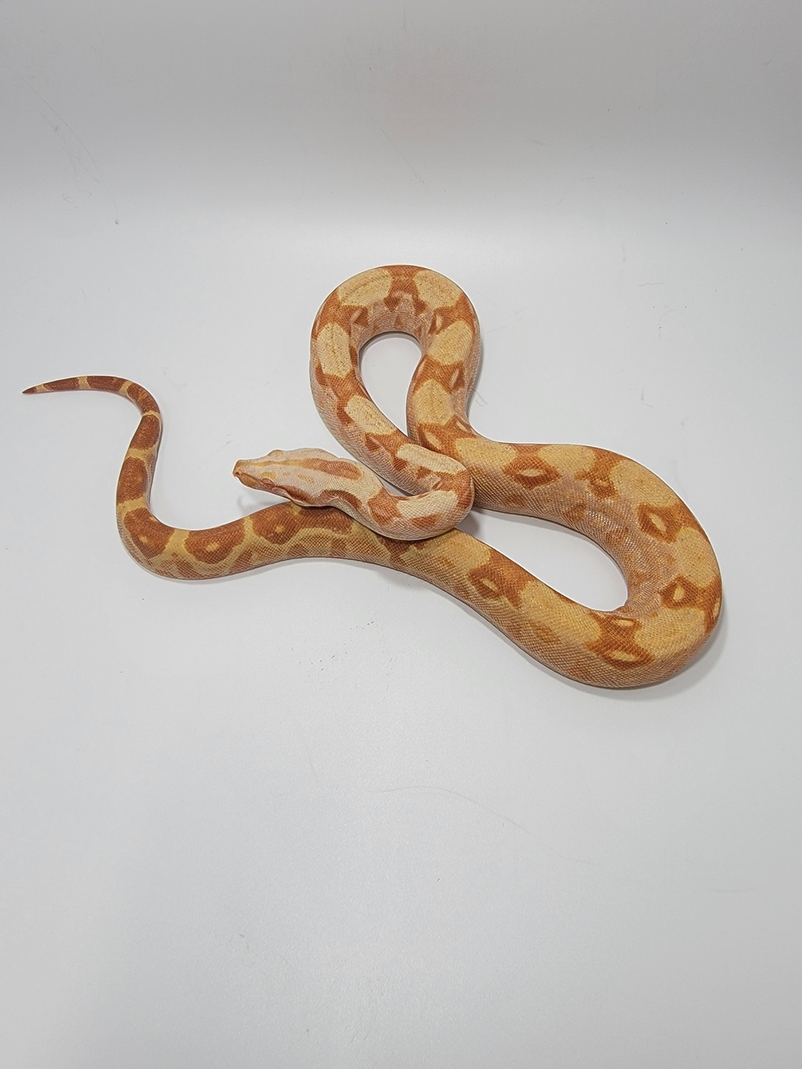 Boa Basement Line Lavender Glow Boa Boa Constrictor by Boa Basement ...