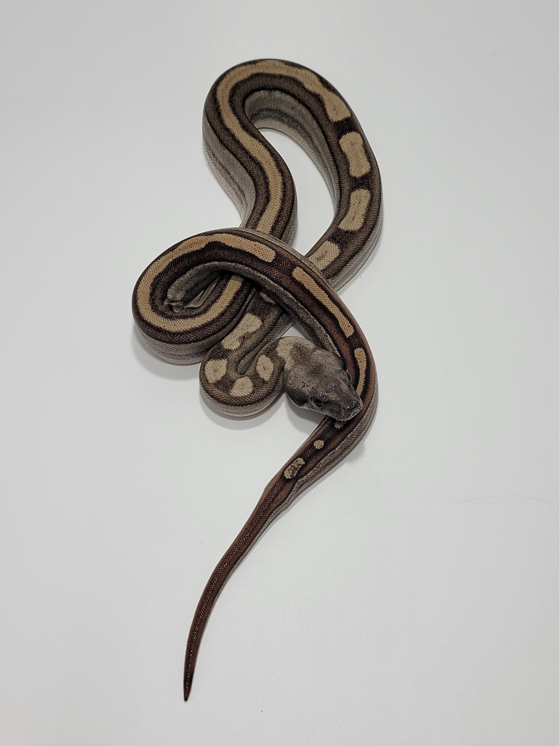 Key West Motley Boa Constrictor by Boa Basement - MorphMarket