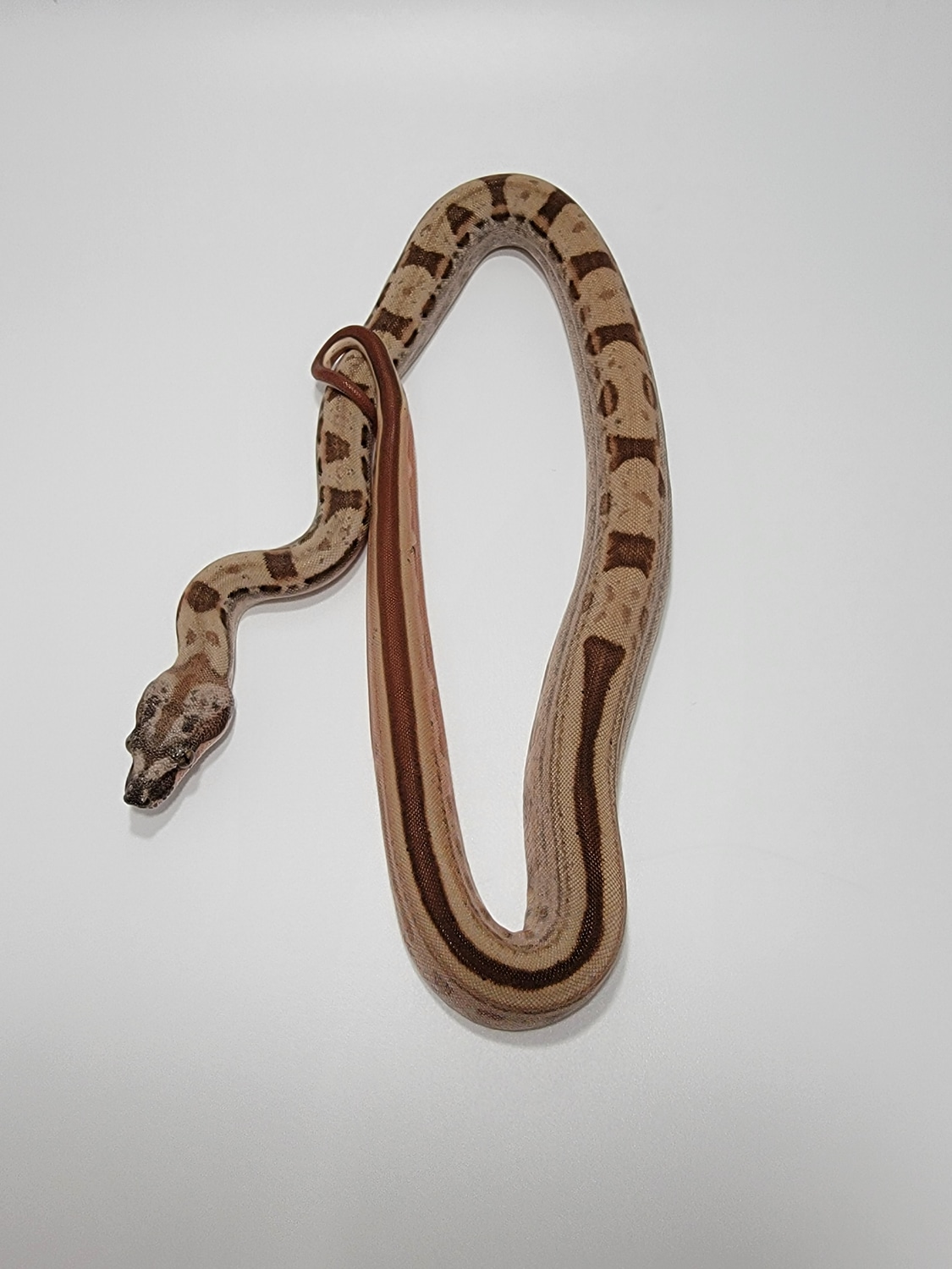 Hypo Arabesque Motley Boa Constrictor by Boa Basement - MorphMarket