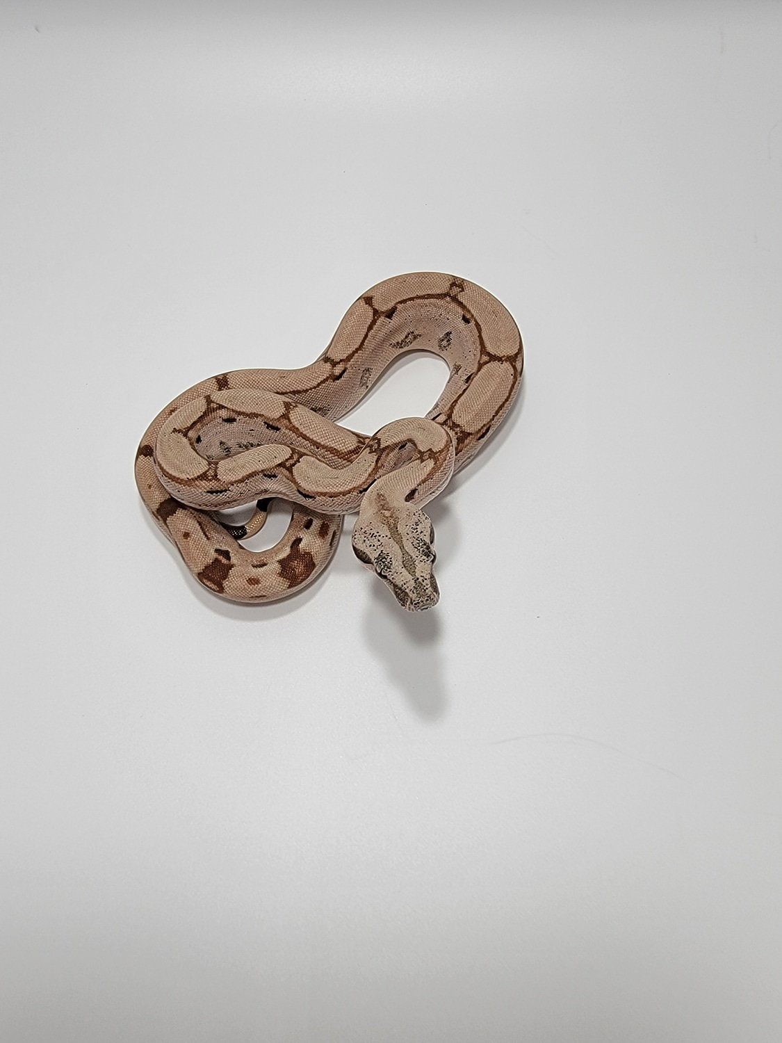 BOGO Half Off Sale On All Boas, Hypo Pastel Dream Fine Line Arabesque ...