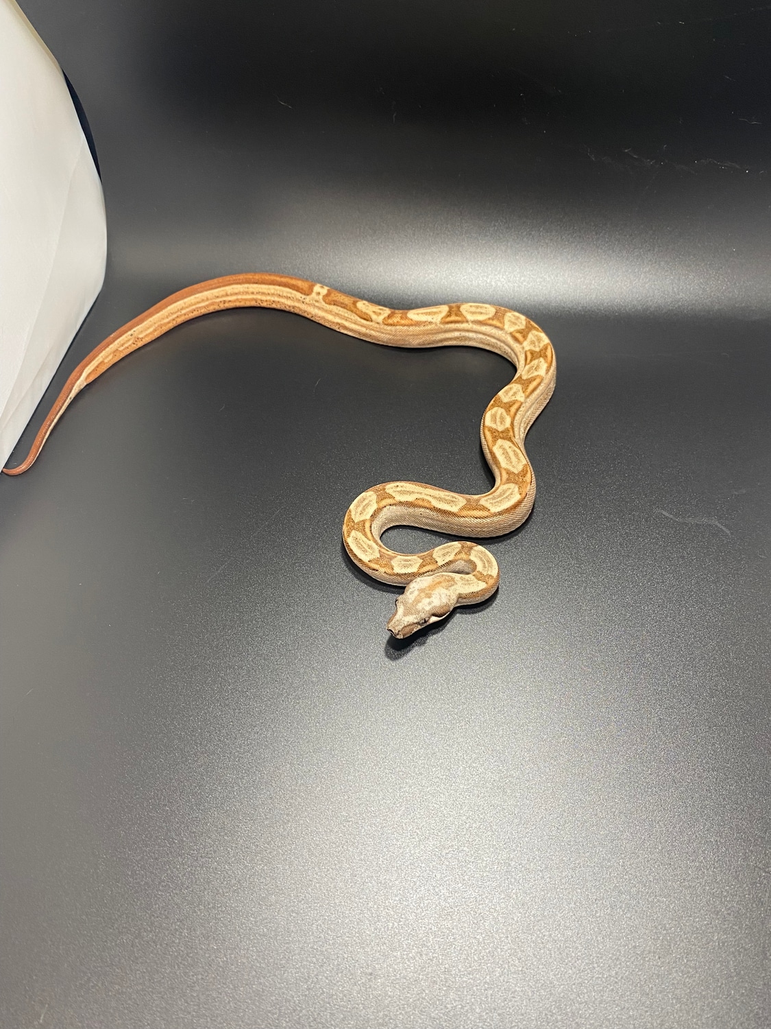 Hypo Silver Motley Het Sharp Albino Boa Constrictor by Boa Basement ...