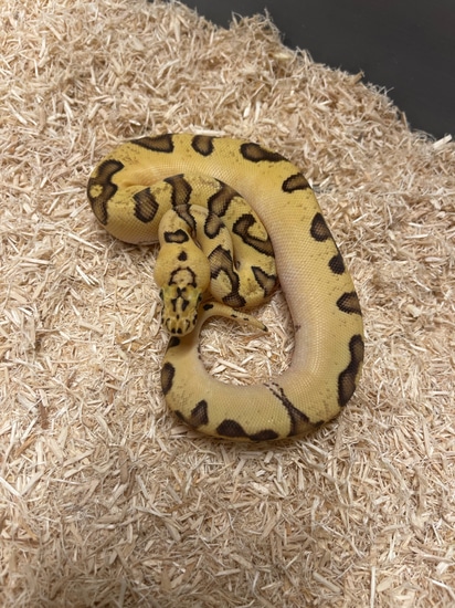 Pastel Super Enchi Clown Ball Python by Boa Basement