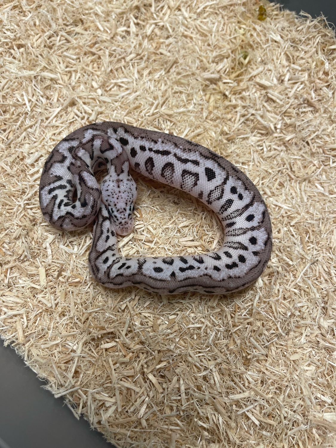 Pastel Spot Nose VPI Axanthic Clown Ball Python by Boa Basement ...