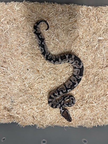 Pastel VPI Axanthic Het Clown Ball Python by Boa Basement