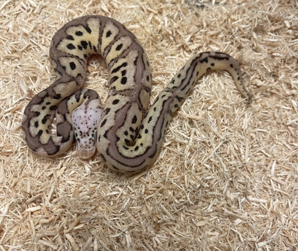 VPI Axanthic Clown Ball Python by Boa Basement - MorphMarket