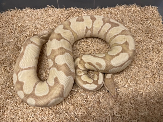 RTB DG Banana Ball Python by Boa Basement