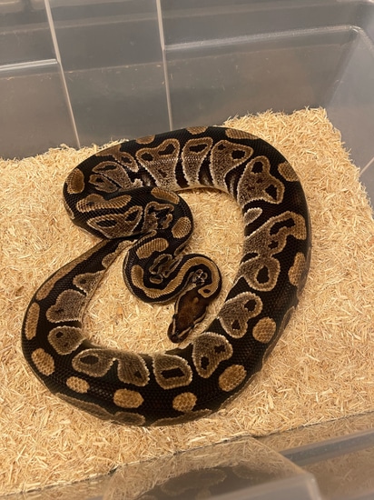 Proven Dbl Het Lavender Albino Clown Ball Python by Boa Basement