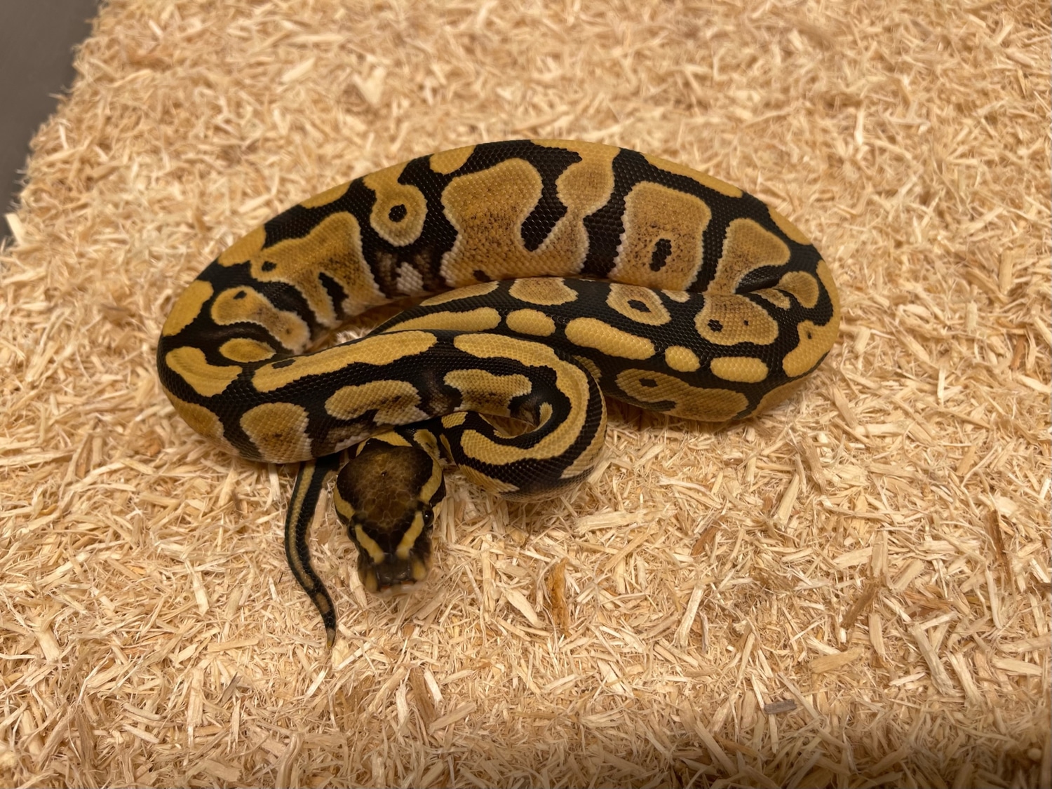 DG Het Pied, Get A Free Male Pied Het Dg For Her Ball Python by Boa ...