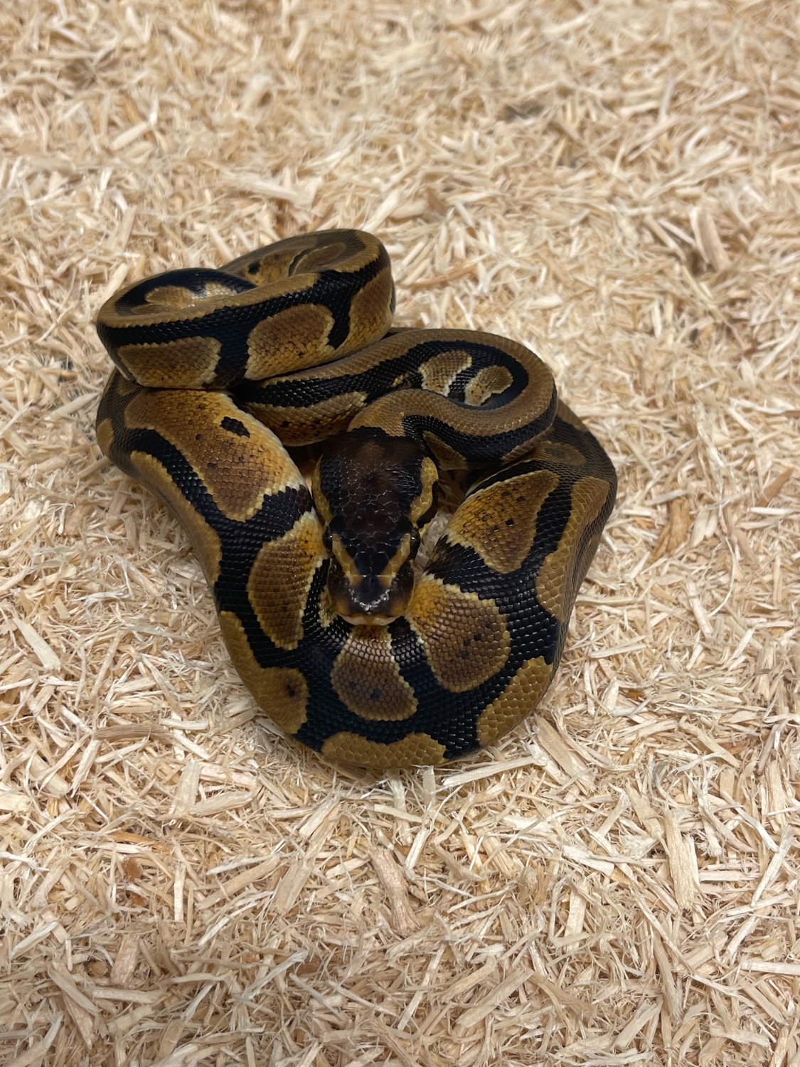 Dh Dg Pied Ball Python by Boa Basement - MorphMarket
