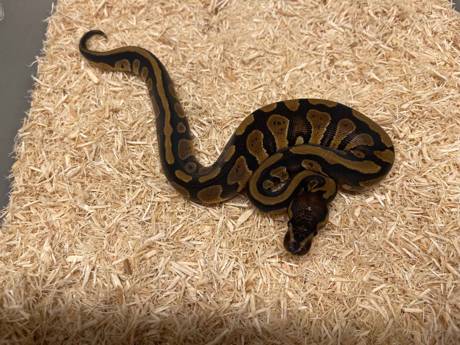 Dh Dg Pied Ball Python by Boa Basement - MorphMarket