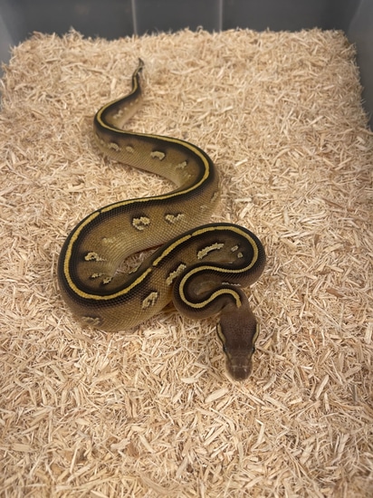 Blackhead Pastel Mojave Het Clown Ball Python by Boa Basement