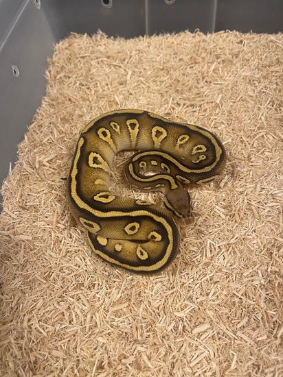 Blackhead Pastel Mojave Het Clown Ball Python by Boa Basement