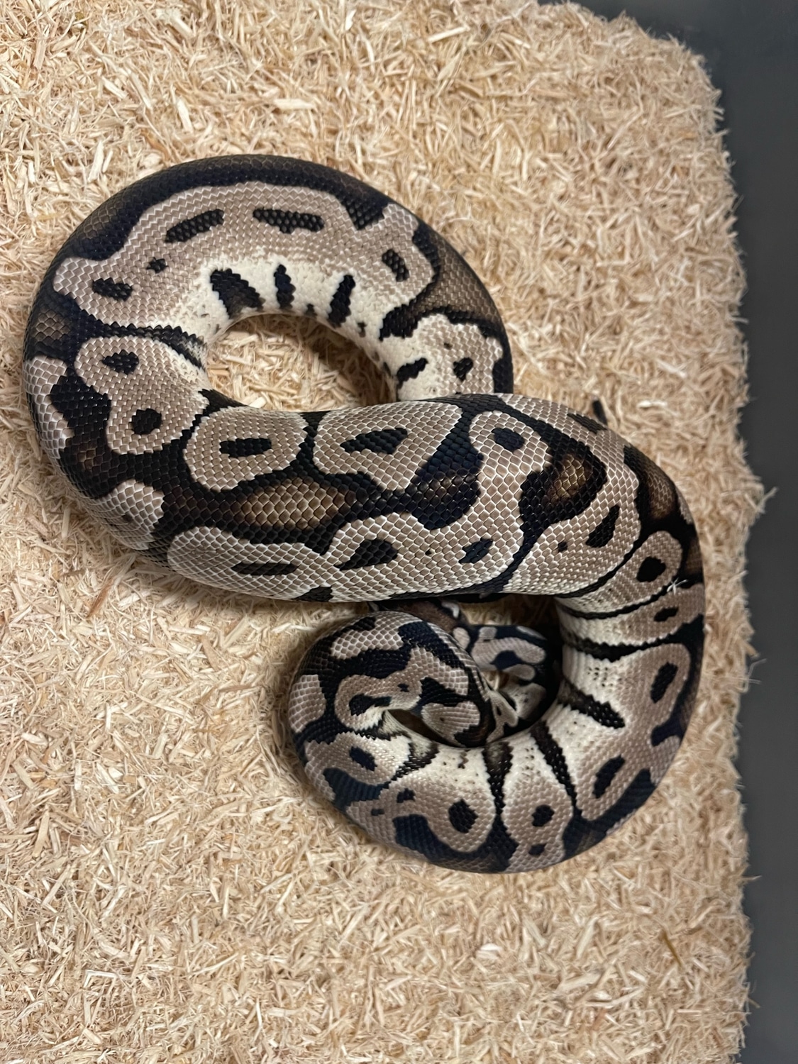 RTB Pastel VPI Axanthic Het Clown Ball Python by Boa Basement - MorphMarket