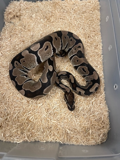RTB VPI Axanthic Het Clown Ball Python by Boa Basement