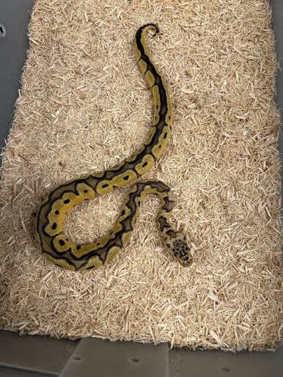 Pastel Clown Het VPI Axanthic Ball Python by Boa Basement