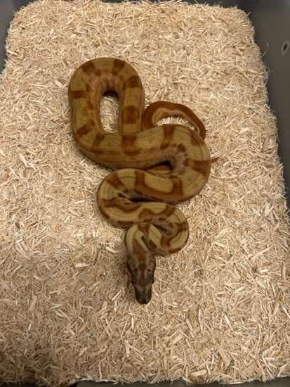 Female OT Hypo Pastel Dream Motley Het Lavender Sharp Albino Boa ...