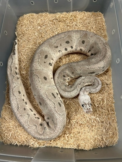 Proven Male VPI Axanthic Killer Clown Ball Python by Boa Basement