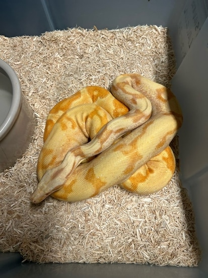 Breedable Male Potential Super Hypo Silver Lavender Sharp Albino Boa ...