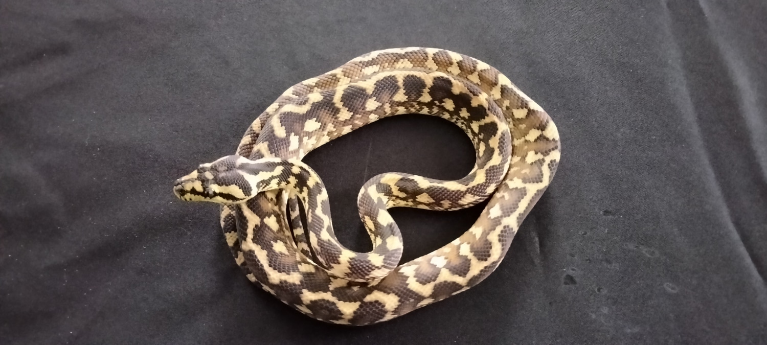 66% Het Granite Irian Jaya Carpet Python by Boa-Cabana - MorphMarket