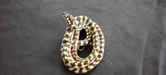 50% Het Albino Designer Carpet Other Carpet Python by Boa-Cabana