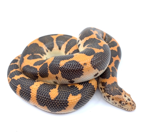 Line Bred High Orange KSB Kenyan Sand Boa by Boaeryx LLC
