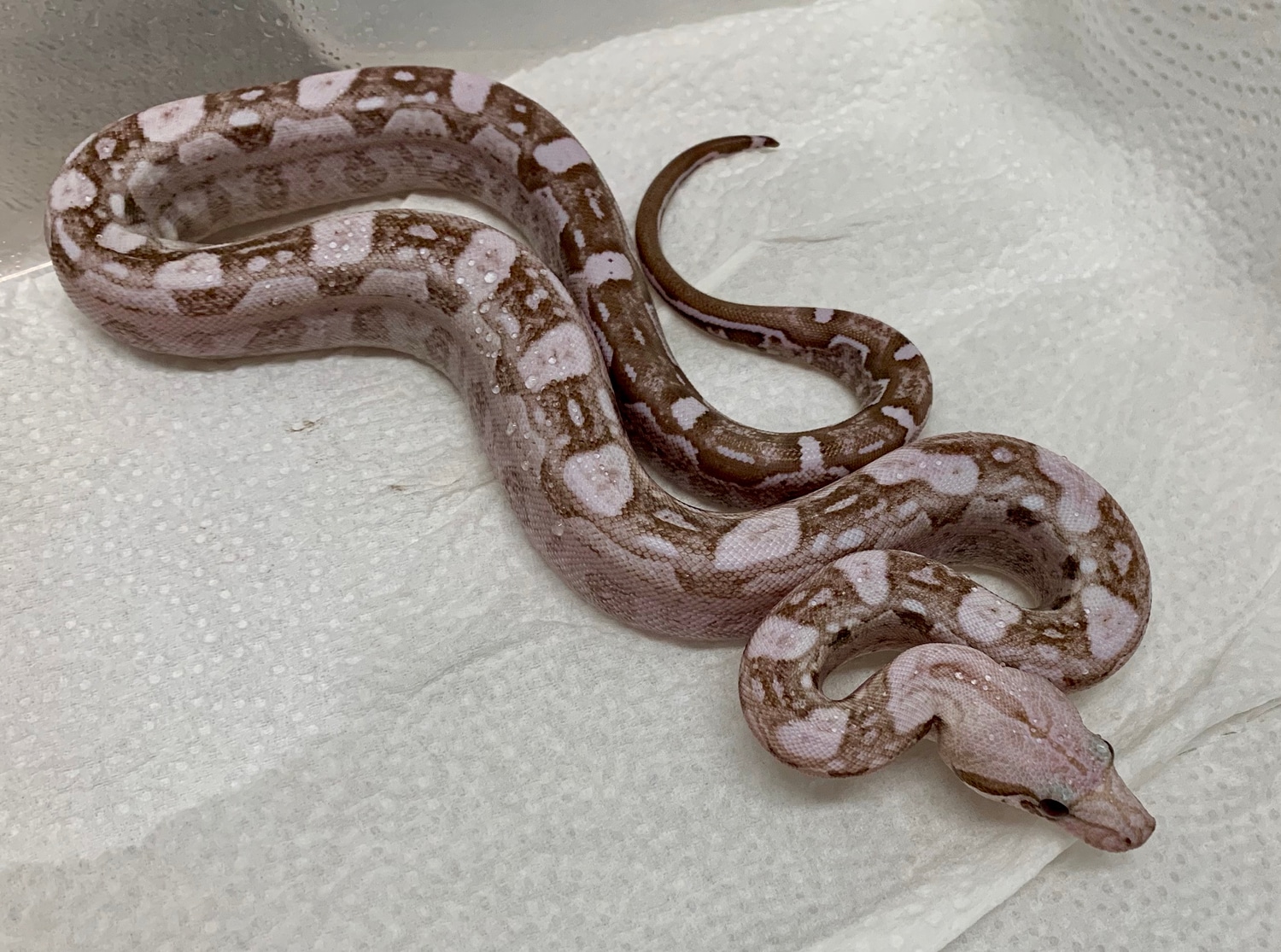 Aztec Carbon Snow Boa Constrictor by Boaffliction.com - MorphMarket