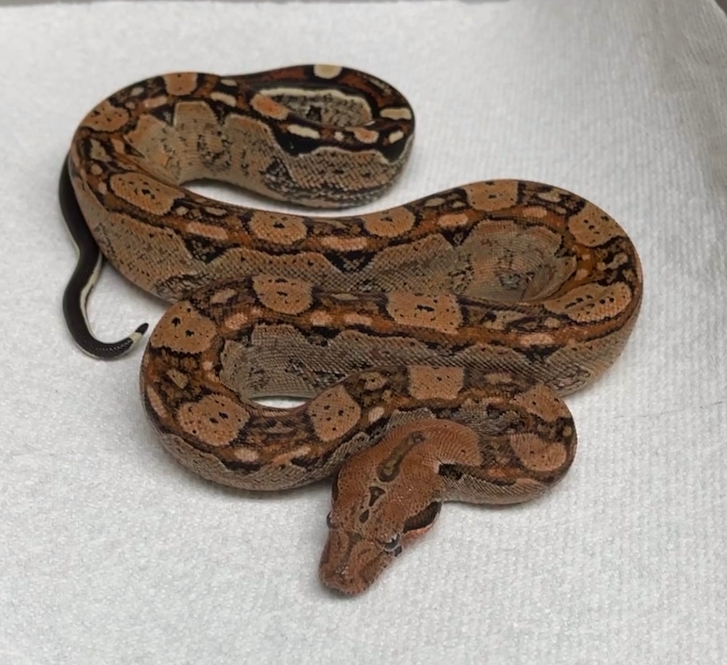 Aztec 66% Het VPI T Carbon Snow Boa Constrictor by Boaffliction.com - MorphMarket