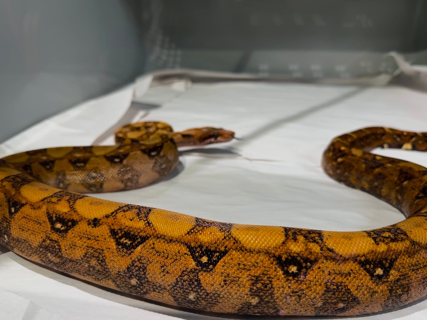Sonoran Hypo Blood PH Leopard Boa Constrictor by Boaffliction.com ...