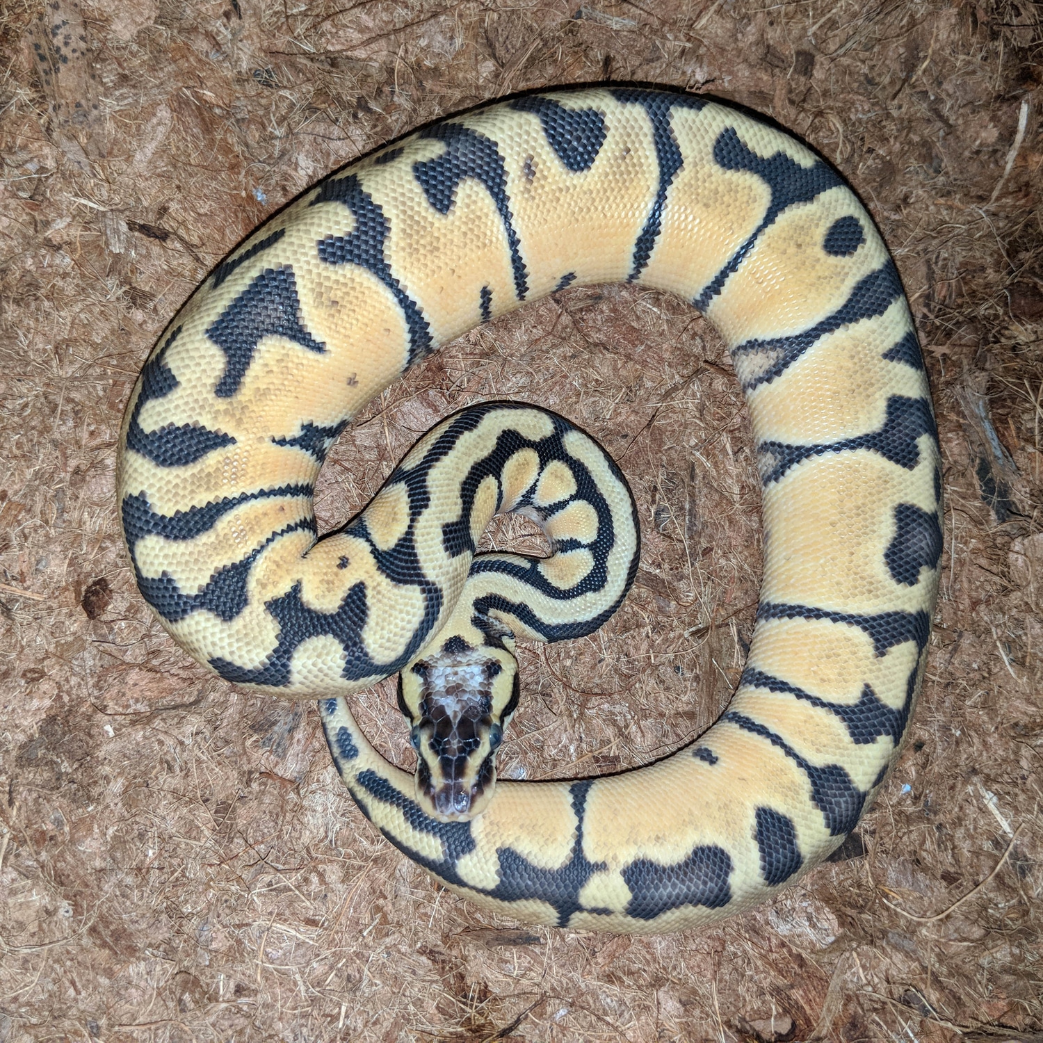 Super Pastel Enchi Ball Python by Boa Guy Reptiles - MorphMarket