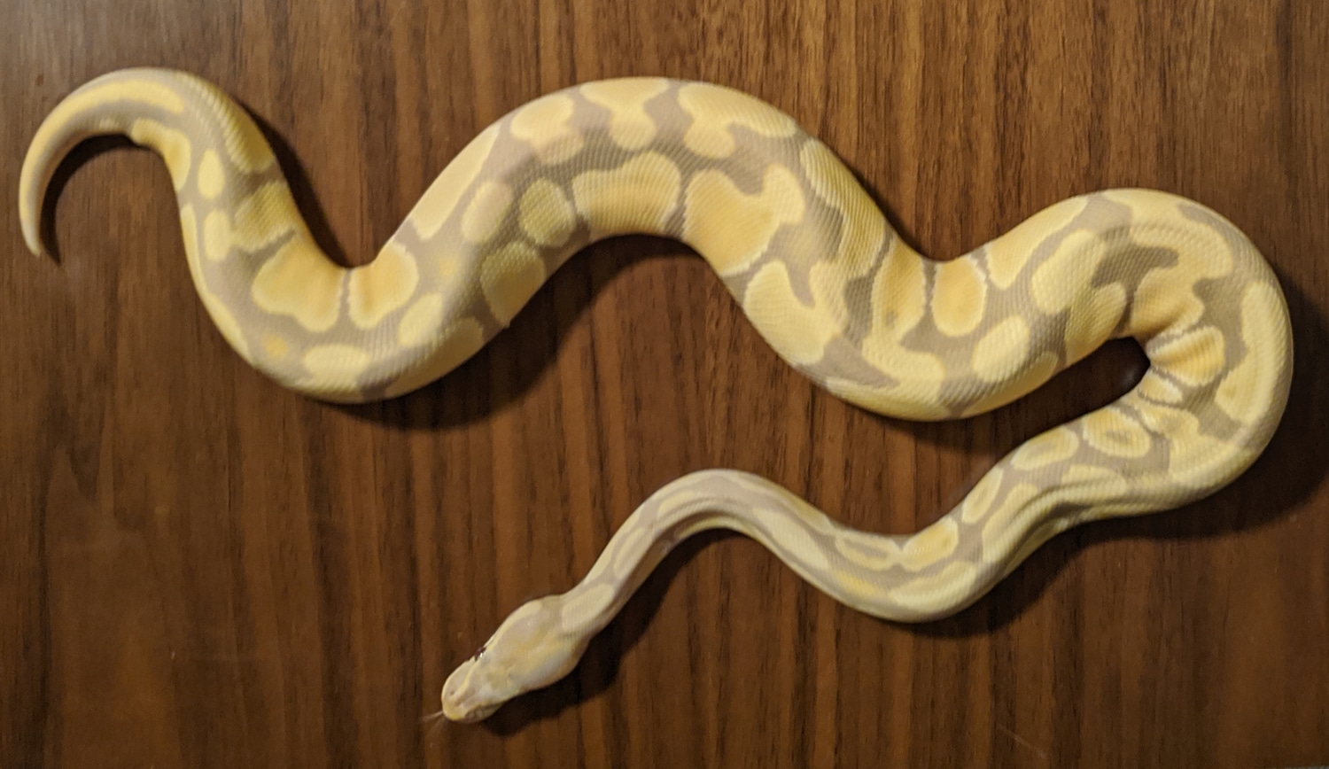 Candy Ball Python by Boa Guy Reptiles - MorphMarket