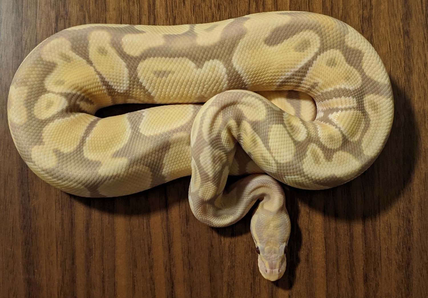 Candy Ball Python by Boa Guy Reptiles - MorphMarket