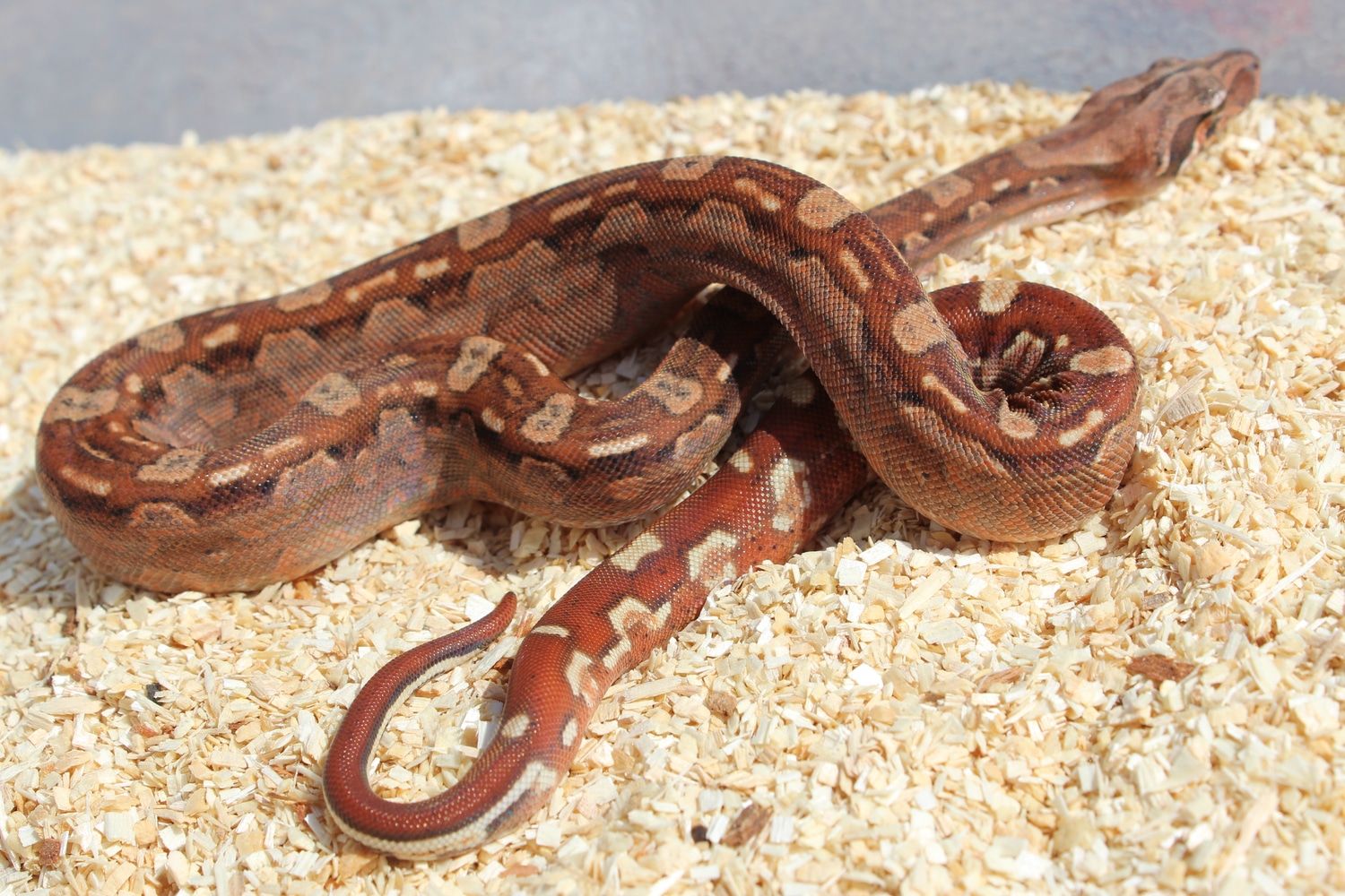 Hytec Parahet Poss Het Anery Boa Constrictor by Boa Habit - MorphMarket