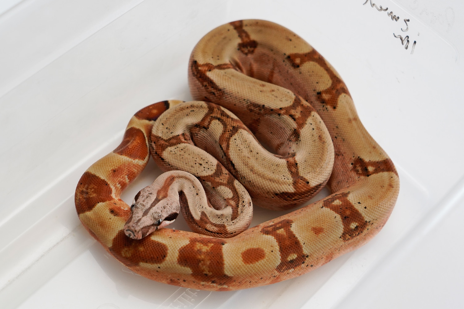 Hypo Jungle 66% Het Vpi T+ 50% Het Anery Boa Constrictor by Boakings ...