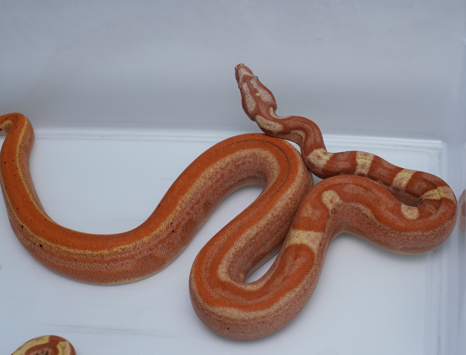 1.1 2019 Vpi T+Albino Sunglow Jungle Motleys Boa Constrictor by Boakings Inc. - MorphMarket